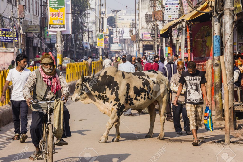 Safety of cows, sacrifice of minorities: cow vigilantism in India ...