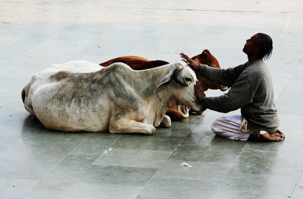 Safety of cows, sacrifice of minorities: cow vigilantism in India ...